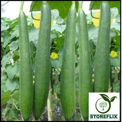 STOREFLIX SATPUTIYA Seed Price in India - Buy STOREFLIX SATPUTIYA Seed ...