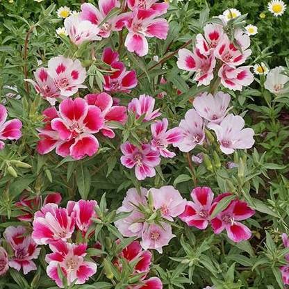 JRYU Clarkia Elegance Double mixed flower Seed Price in India - Buy ...
