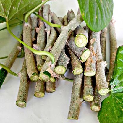 Chandan Fresh Neem Tree Giloy Stems Guruch for Health Immunity Booster ...