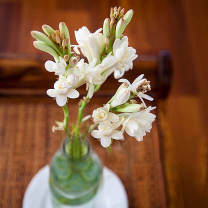 Ortel Tuberose/Rajnigandha Plant Price in India - Buy Ortel Tuberose ...