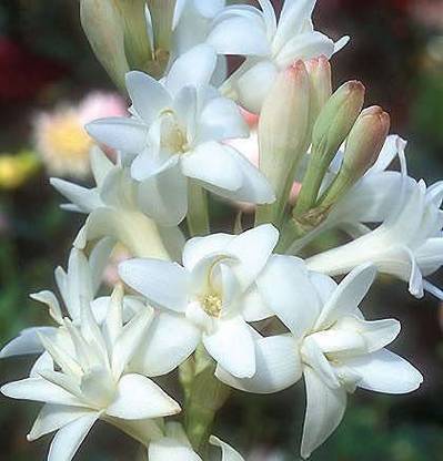 EVY Tuberose/Rajnigandha Plant Price in India - Buy EVY Tuberose ...