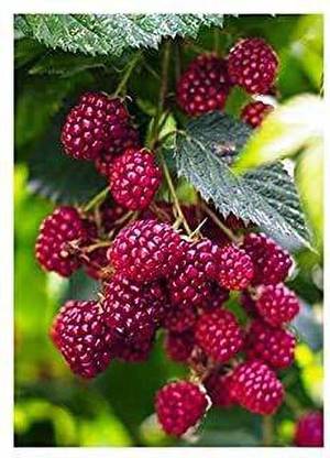 EZtect Shahtoot/Mulberry Plant Price in India - Buy EZtect Shahtoot ...