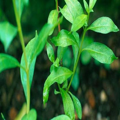 Paudha Mehndi Plant Seed Price in India - Buy Paudha Mehndi Plant Seed ...