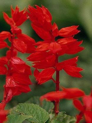 Aro Salvia Seed Price in India - Buy Aro Salvia Seed online at Flipkart.com