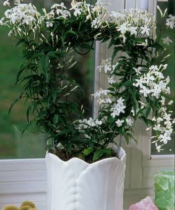 Zomoloco Night Bloom Jasmine Plant Price in India - Buy Zomoloco Night ...