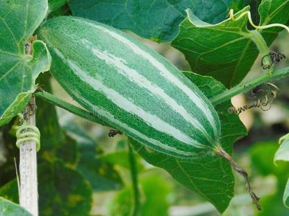 GREENBAAG Pointed gourd - Parwal - Potol - Kambupudalai- 10pc pack Seed ...