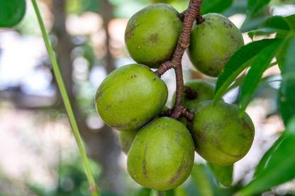 My Dream Nursery Amra Plant Price in India - Buy My Dream Nursery Amra ...