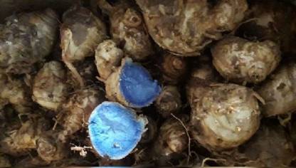 plantsworld Kala Haldi, Kali Haldi, Kari Manjal, Curcuma Seed Price in ...