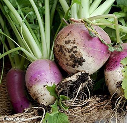 KANAYA Turnip (Shalgam ke Beej) Hybrid Vegetable Seed Price in India ...