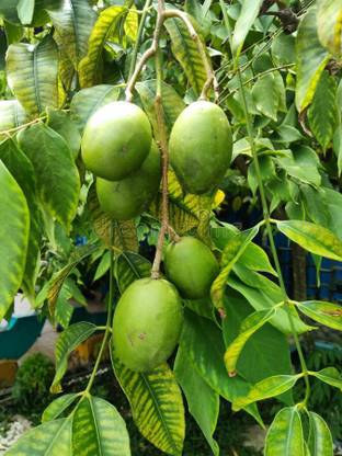 SAVE GREEN Amra Plant Price in India - Buy SAVE GREEN Amra Plant online ...