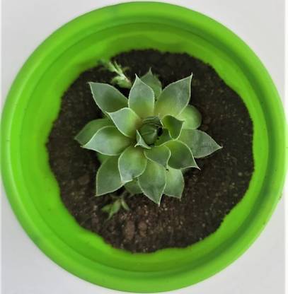 ROYAL NURSERY Laxmi Kamal Plant Price in India - Buy ROYAL NURSERY ...