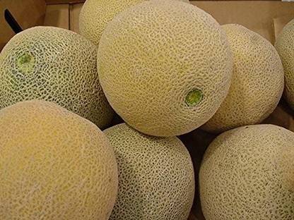 JRYU Muskmelon (Kharbuja) Fruit Seeds For Home Gardening Seed Price in ...