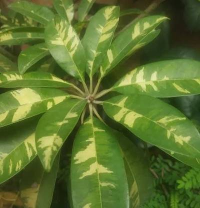 Green Era Chiku Plant Price in India - Buy Green Era Chiku Plant online ...