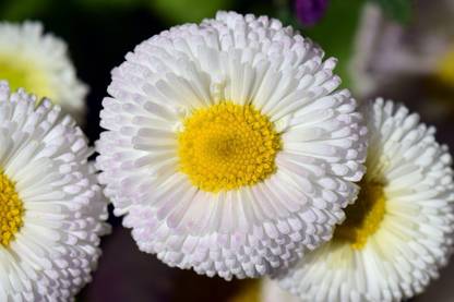 Paudha Exotic Daisy White Flower Seed Price in India - Buy Paudha ...