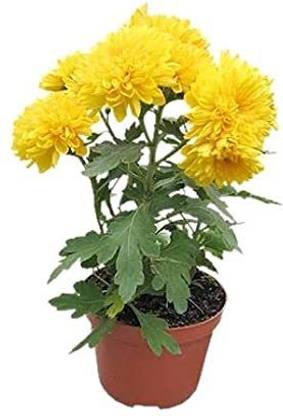 Farmplants Chrysanthemums/ Guldavari Plant Price in India - Buy ...