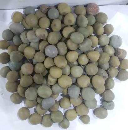 Herbo Sagargota Gataran Seed kachka seedsCaesalpinia bonduc caesalpinia ...