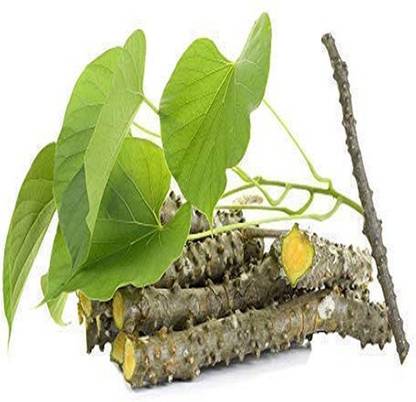 My product GILOY STICK Seed Price in India - Buy My product GILOY STICK ...