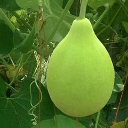 KANAYA Bottle Gourd, Round Lauki/Dudhi, Lagenaria Siceraria, Vegetable ...
