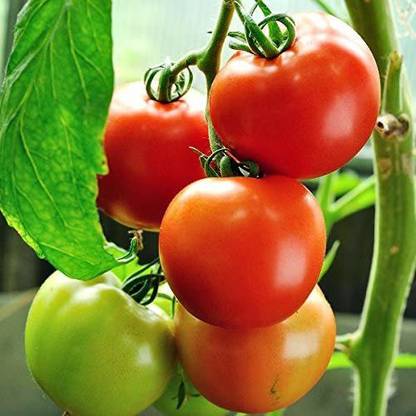 Cera Wares Tamatar Seed Price in India - Buy Cera Wares Tamatar Seed ...