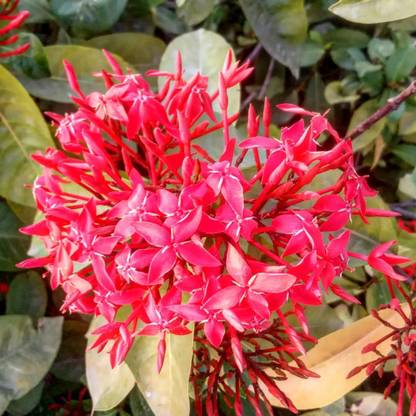 Cloud Farm Trothic Ixora/Chethi Plant Price in India - Buy Cloud Farm ...