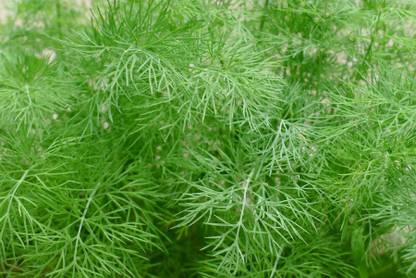 Paudha Organic Soya Dill Plant Seed Price in India - Buy Paudha Organic ...