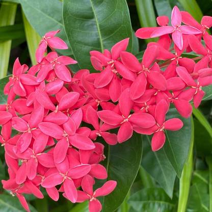 Dishani Trothic Ixora/Chethi Plant Price in India - Buy Dishani Trothic ...