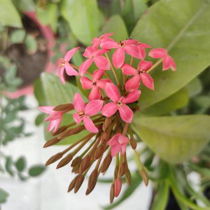 Dishani Trothic Ixora/Chethi Plant Price in India - Buy Dishani Trothic ...