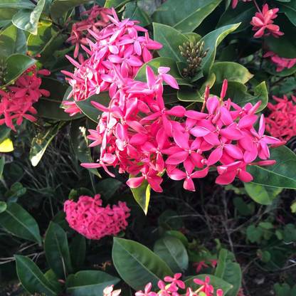 Dishani Trothic Ixora/Chethi Plant Price in India - Buy Dishani Trothic ...
