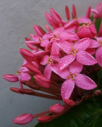 Dishani Trothic Ixora/Chethi Plant Price in India - Buy Dishani Trothic ...