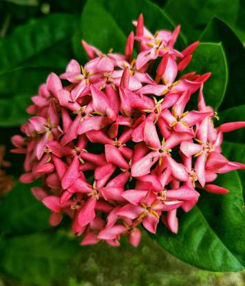 Dishani Trothic Ixora/Chethi Plant Price in India - Buy Dishani Trothic ...