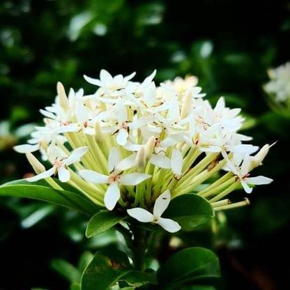 Dishani Trothic Ixora/Chethi Plant Price in India - Buy Dishani Trothic ...