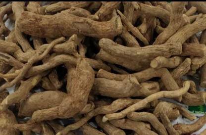 plantsworld Patala Garuda, Patalagaruda, Sarpagandha, Civan Amalpadi ...