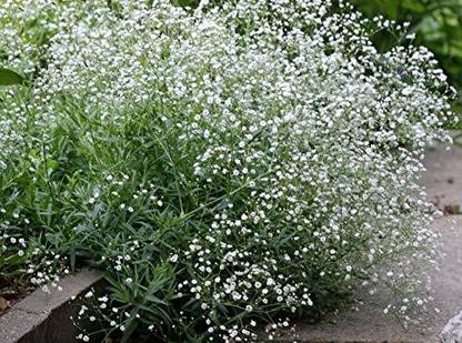 Paudha Gypsophila Flower Seed Price in India - Buy Paudha Gypsophila ...