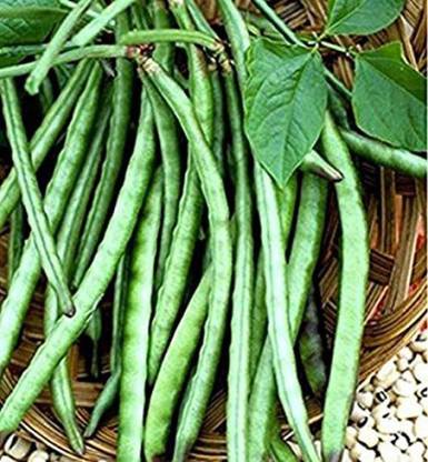 MAA Cowpea, Lobia Seed Price in India - Buy MAA Cowpea, Lobia Seed ...