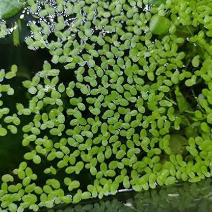 Gachwala Lemna Minor Aquatic Plants, Floating Plant(250+Plants), Water ...