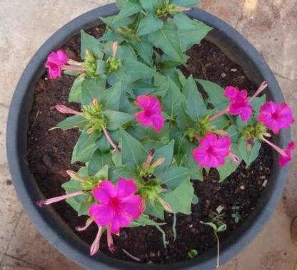 Green Tree mirabilis jalapa, gulbas, Seed Price in India - Buy Green ...