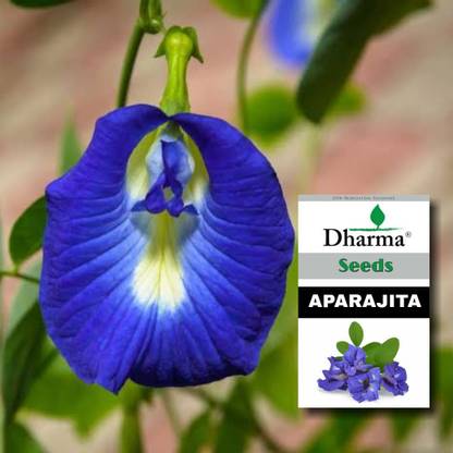 Dharma Aparajita Seed Price in India - Buy Dharma Aparajita Seed online ...