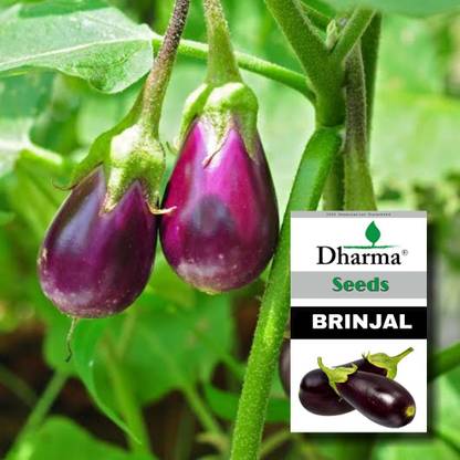 Dharma Brinjal, Baingan Seed Price in India - Buy Dharma Brinjal ...