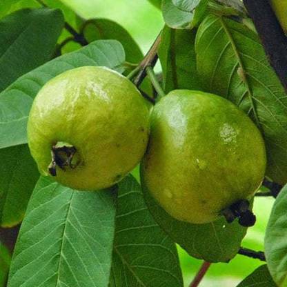 Fulmala Nursery Guava Plant Price in India - Buy Fulmala Nursery Guava ...