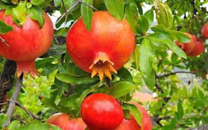 PLANTZON Pomegranate Anaar Fruit Plant Seed Price in India - Buy ...