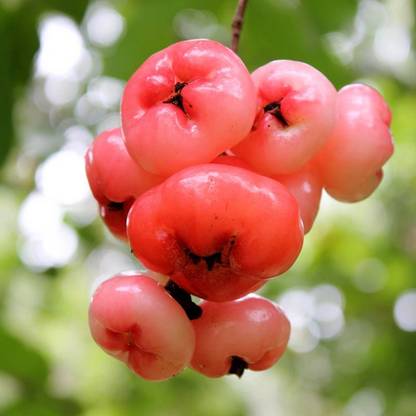 SAVE GREEN Jamun Plant Price in India - Buy SAVE GREEN Jamun Plant ...