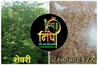 NIDHI AGRO AND GOAT FARM SHEVRI SEEDS, SESBANIA SESBAN SEEDS, shevari ...