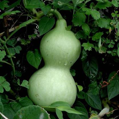 VNR Fresh Bootle Gourd (lokki) Vegetable Seed Price in India - Buy VNR ...