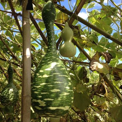 Organic Galaxy Upl Bottle-Gourd (lokki) Vegetable F1 Hybrid Variety ...