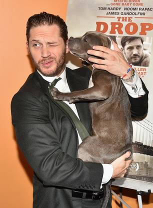 Tom Hardy Poster MultiColor PhotoPaper Print 12 inch X 18 inch ...