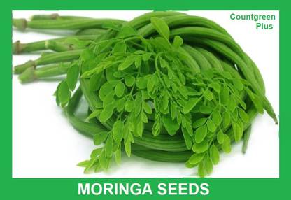 Countgreen Plus Moringa Oleifera/Drumstick (Sehjan Ki Fali) Vegetable ...