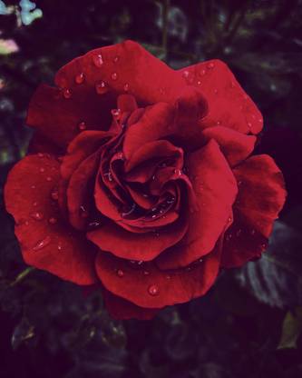 rose poster , gulab phul ka poster, Flower poster Waterproof Vinyl ...