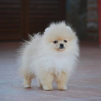 Cute Pomchi Dog Multicolour Poster PhotoPrint Print Photographic Paper ...