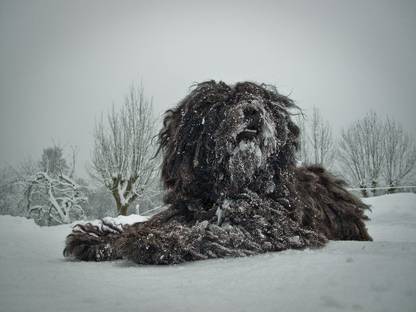 Cute Puli Dog Multicolour Poster PhotoPrint Print Photographic Paper ...