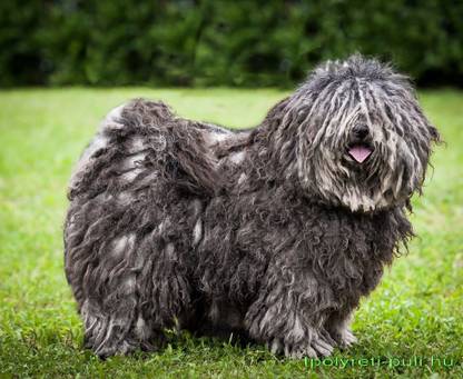Cute Puli Dog Multicolour Poster PhotoPrint Print Photographic Paper ...